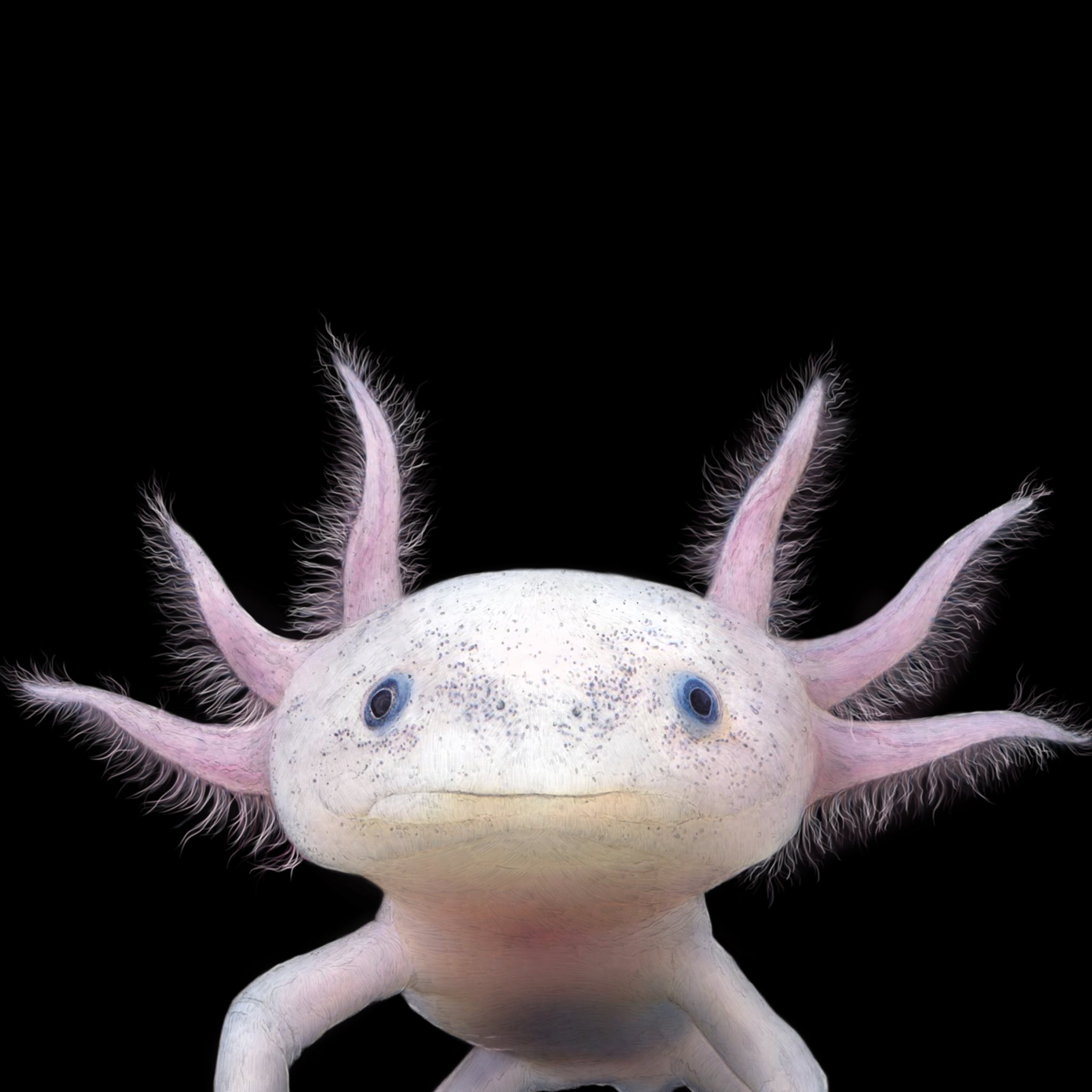 Axolotl - Wildlife Print | Hidden Planet – Ben Rothery