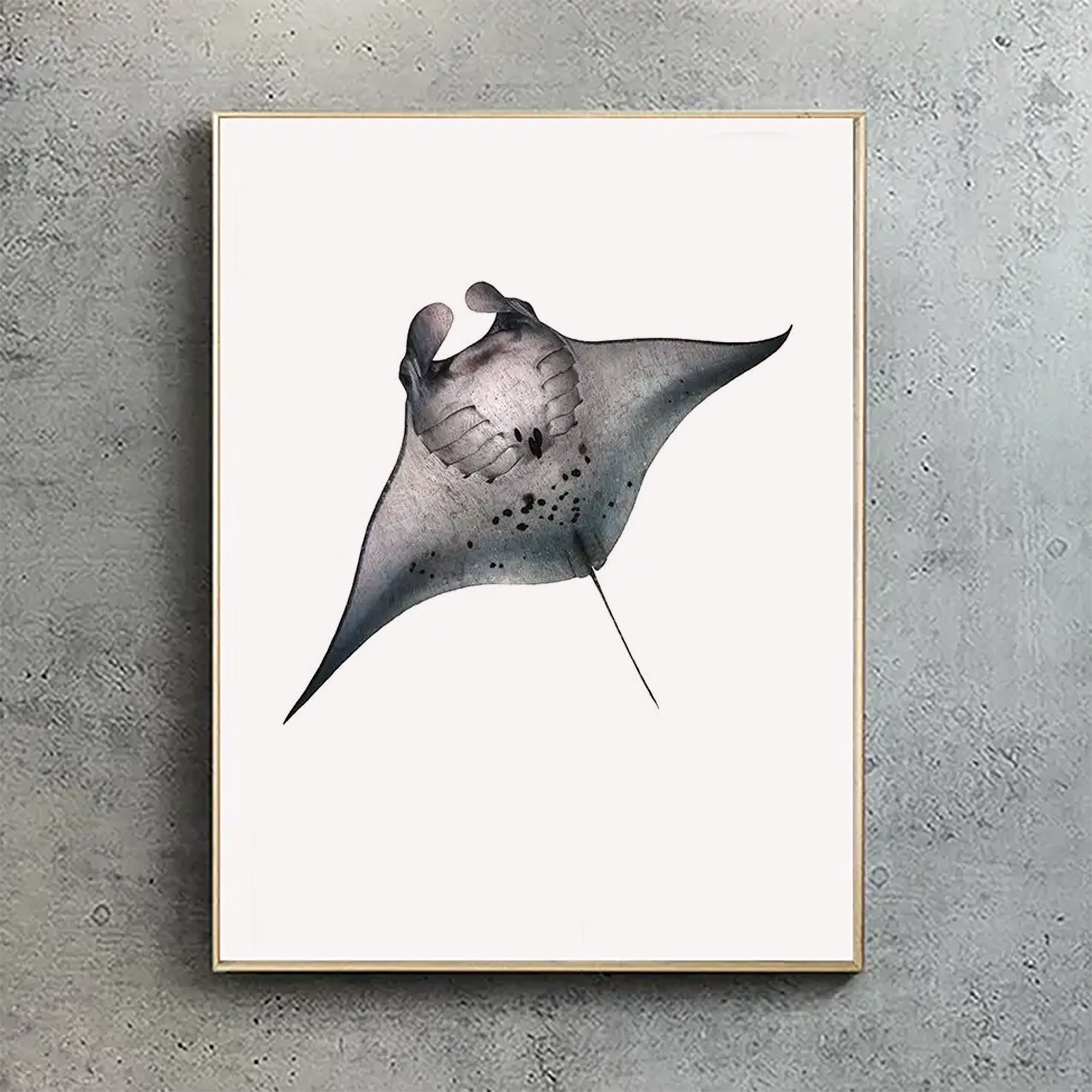 Manta Ray Below Drawings Sail The Seas In This Fancy Manta Shaped