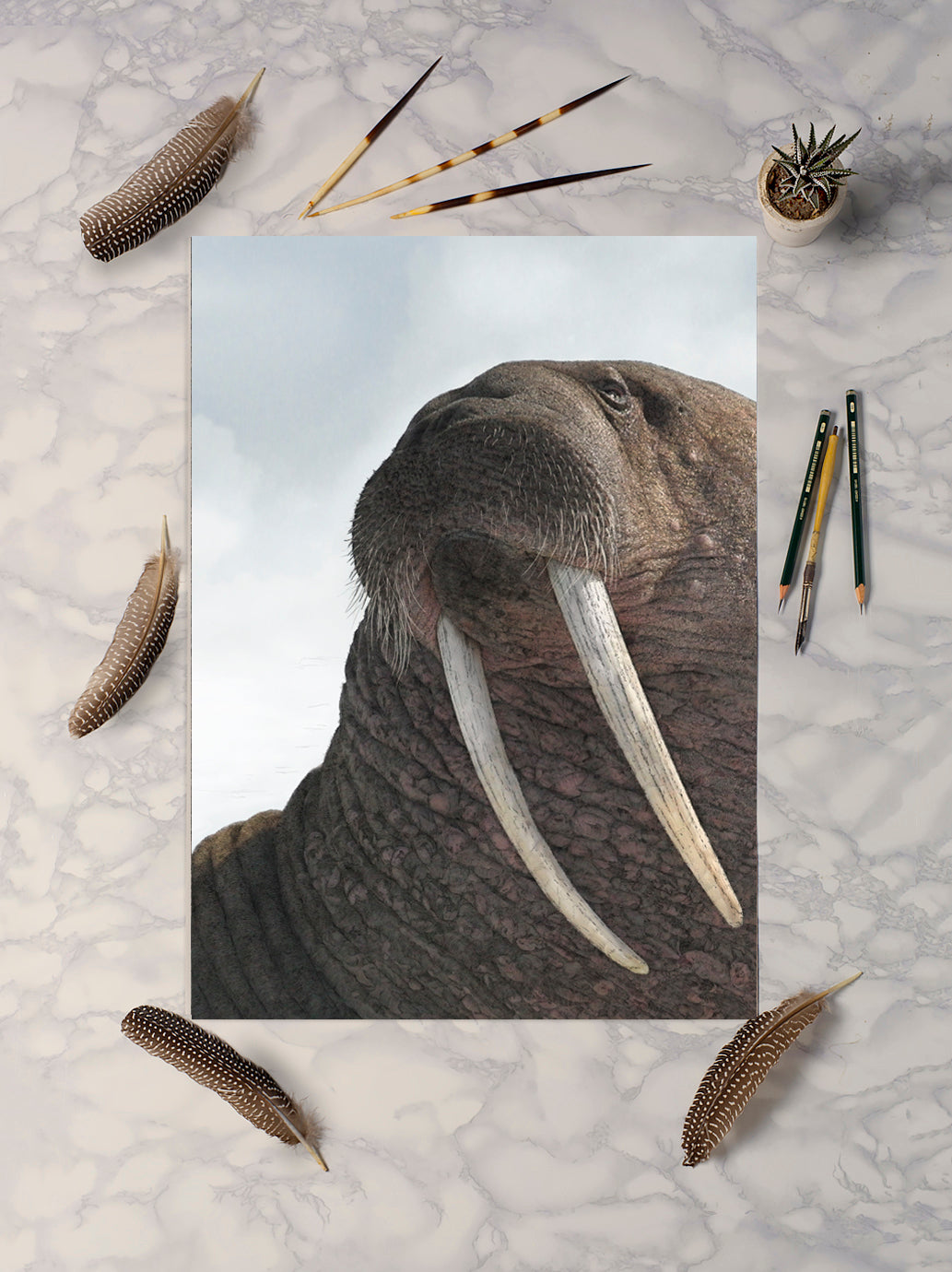 Pacific Walrus - Wildlife Print | Hidden Planet – Ben Rothery