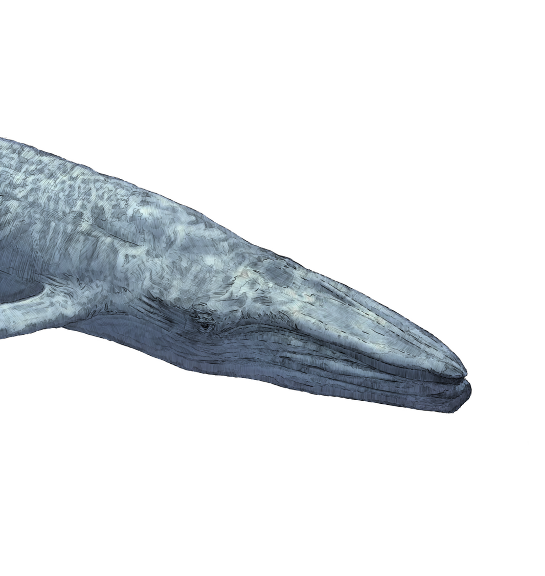 Ben Rothery illustrator | Hidden planet shop