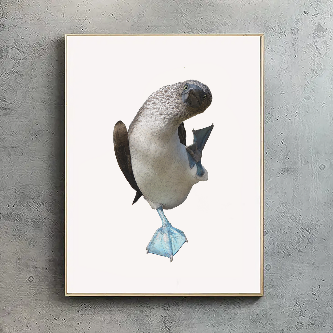 Blue Footed Booby - Wildlife Print | Hidden Planet – Ben Rothery