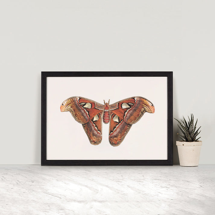 Atlas Moth - Wildlife Print | Hidden Planet – Ben Rothery