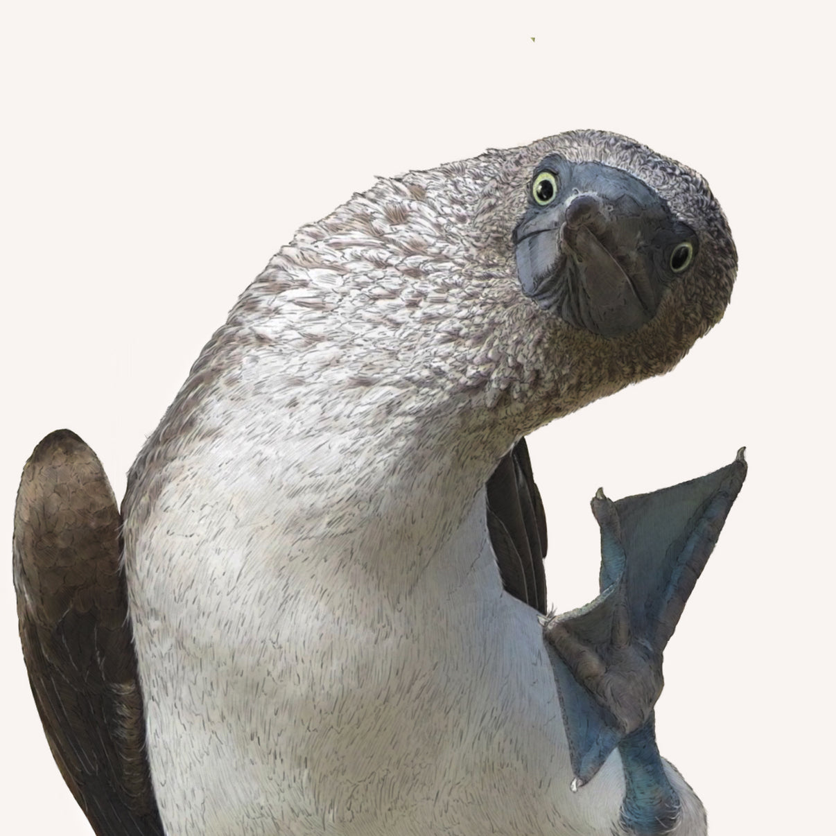 Blue Footed Booby - Wildlife Print | Hidden Planet – Ben Rothery
