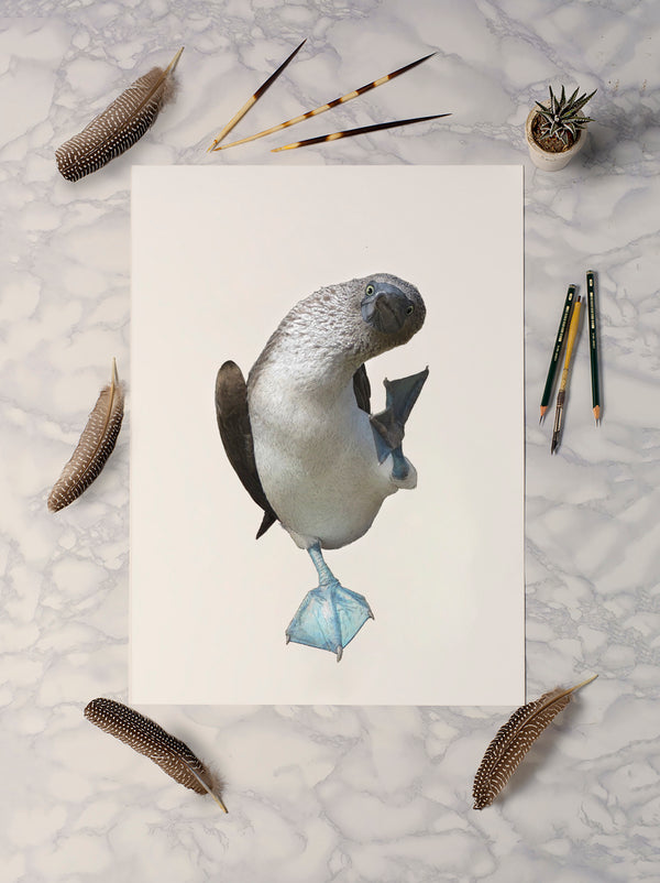 Blue Footed Booby - Wildlife Print | Hidden Planet – Ben Rothery