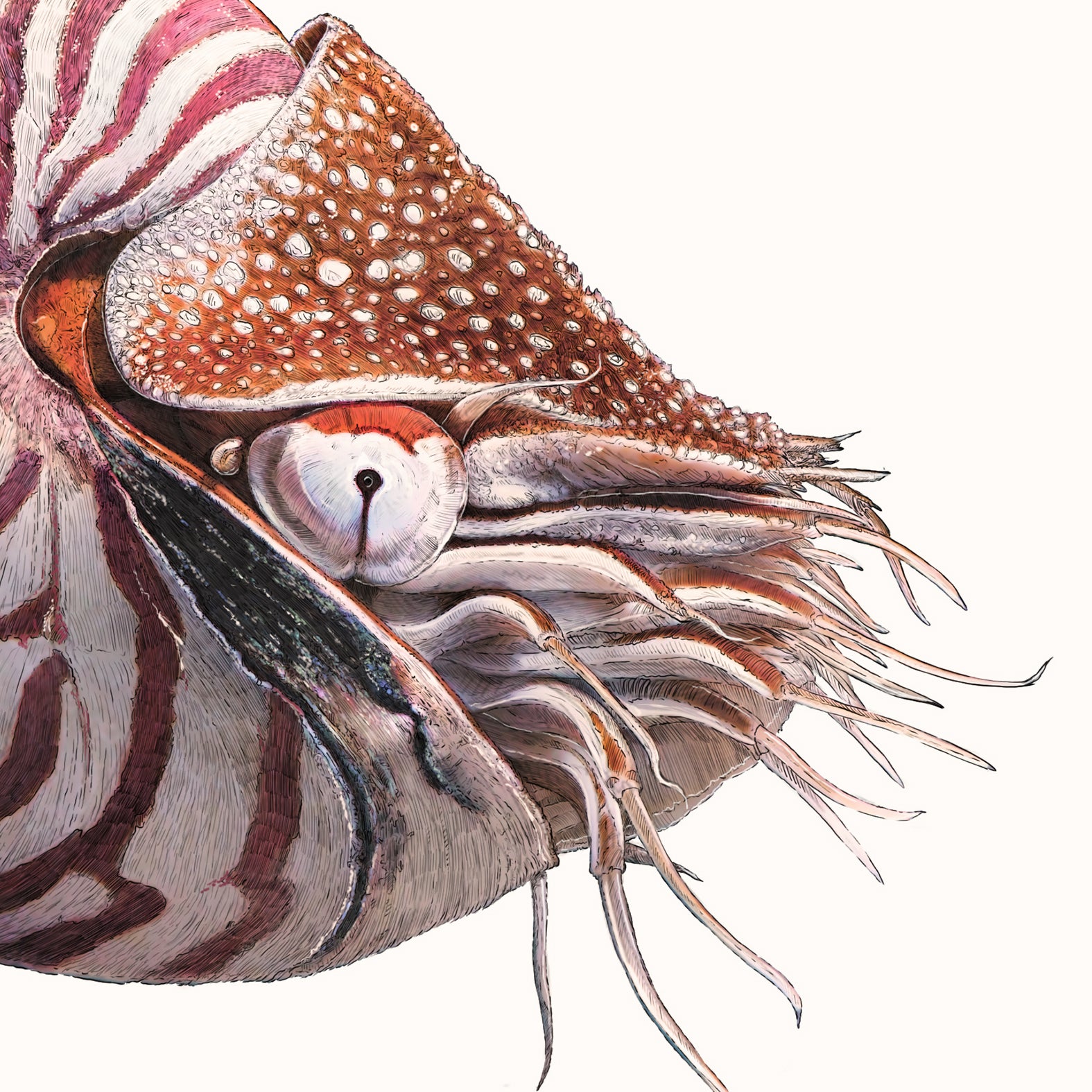 Chambered Nautilus - Wildlife Print | Hidden Planet – Ben Rothery